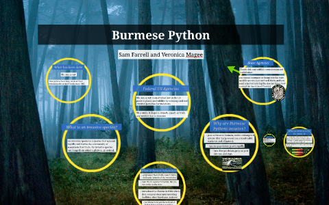 Burmese Python by Sam Farrell on Prezi