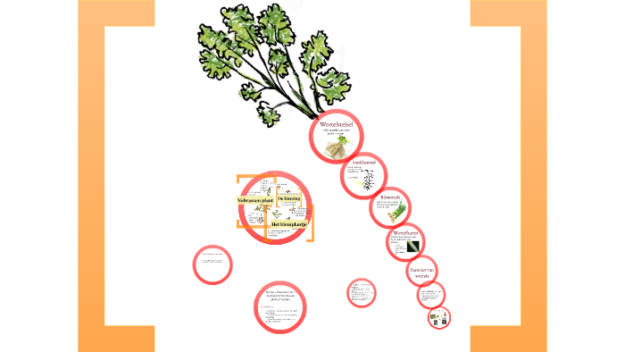 VWO Thema 2, basisstof 1 & 2: de levenscyclus van een plant & wortels ...