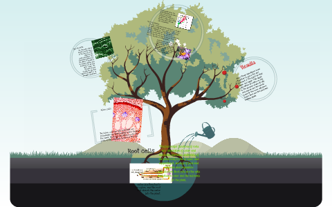 Plant Cell by georgia rowley on Prezi