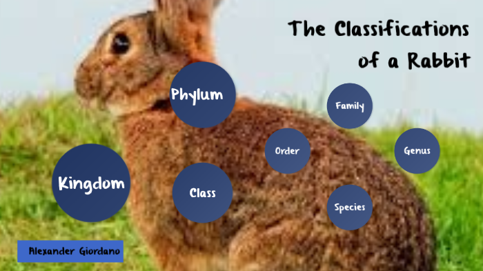 Classifications of a Rabbit by Alex Gio on Prezi