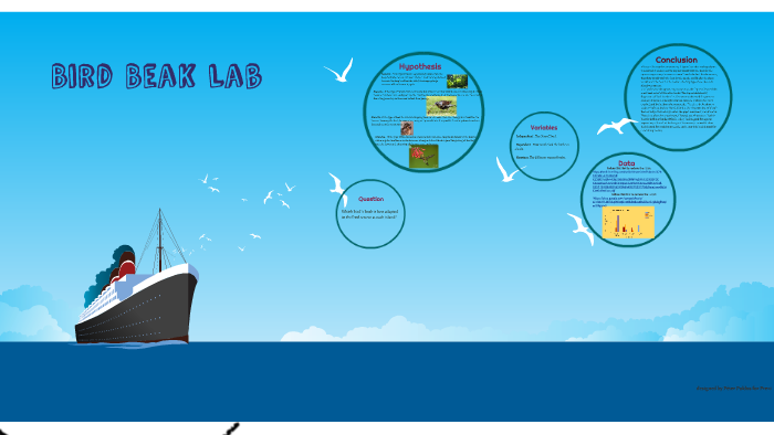 Bird Beak Lab by Elayna Remick on Prezi