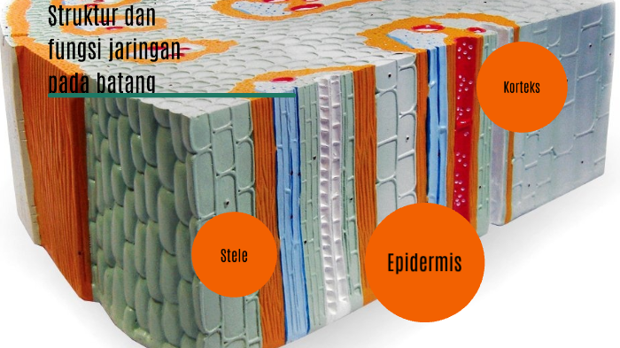 struktur dan fungsi jaringan pada batang by Elda Permatasari on Prezi