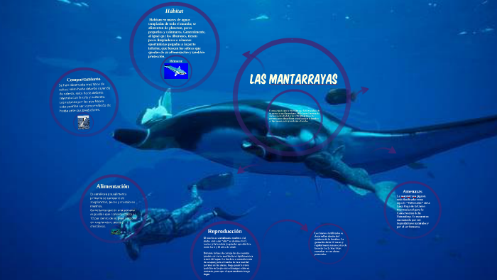 las mantarrayas by Isa Perez on Prezi