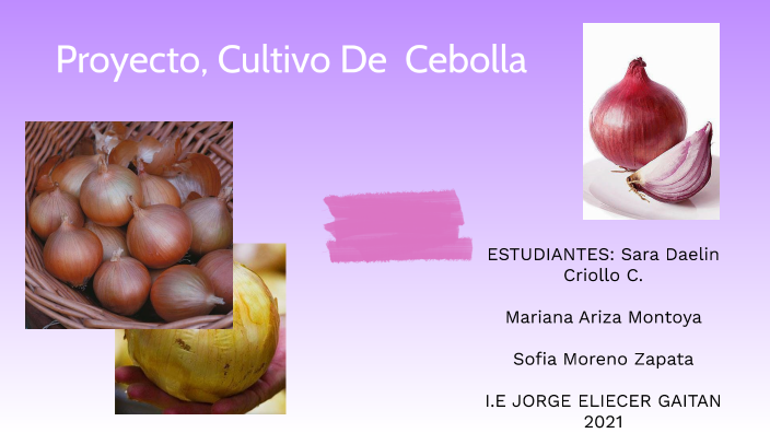 PROYECTO CEBOLLA by Saritha Criollo on Prezi