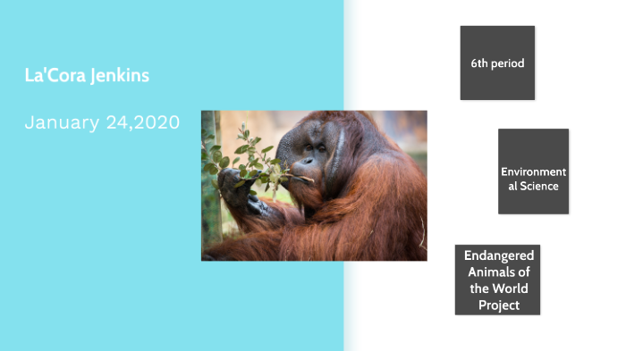 Bornean Orangutan By:La'Cora Jenkins by LACORA JENKINS on Prezi