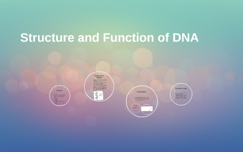 Structure and Function of DNA by Blair Kelly on Prezi