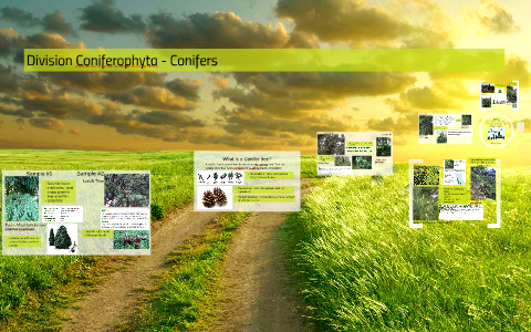 Division Coniferophyta - Conifers by Victoria Wells on Prezi