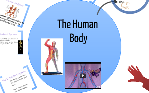 5th Grade: Human Body by Nat Martell