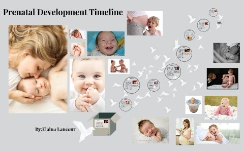 Prenatal development timeline by Elaina Lancour on Prezi