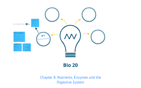(Bio-20) Chapter 8: Nutrients, Enzymes, and the Digestive System by ...
