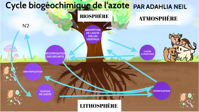 Cycle biogéochimique: Azote by Neil Adahlia on Prezi
