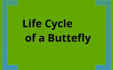 Life Cycle of a Butterfly by morgan partin on Prezi