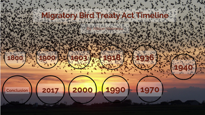 Migratory Bird Treaty Act Timeline by Allison Vienneau on Prezi