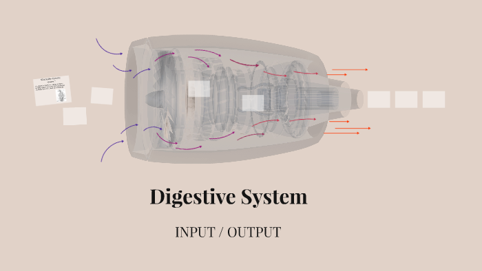 Digestive System by Patrick Ramstrom on Prezi