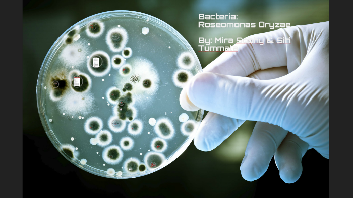 Bacteria: Roseomonas oryzae by Mira Sobhy on Prezi