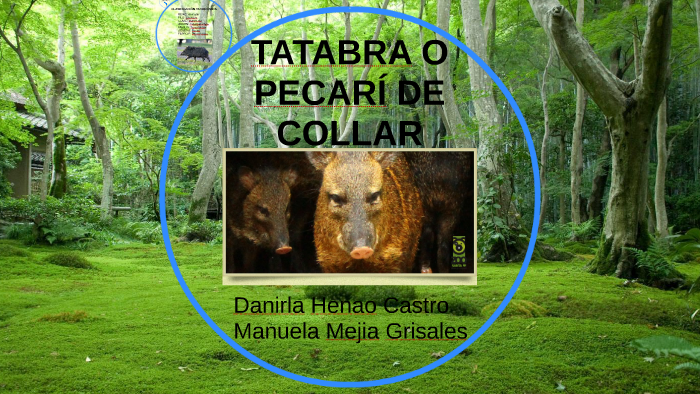 TATABRA O PECARÍ DE COLLAR by daniela henao castro on Prezi