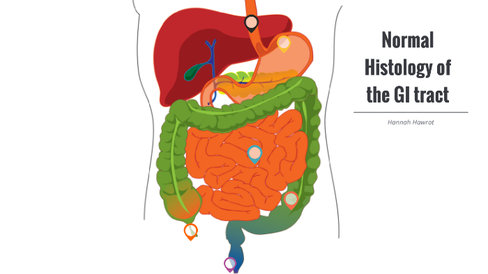 Normal histology of the GI tract by Hannah Hawrot on Prezi