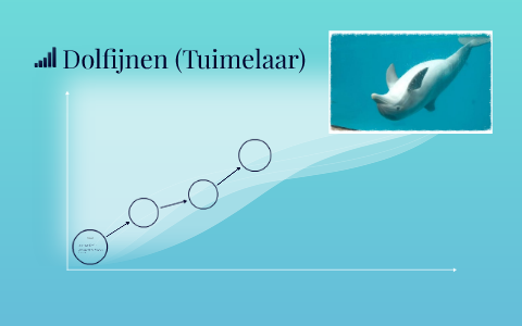 Dolfijnen (Tuimelaar) by Siham EL on Prezi