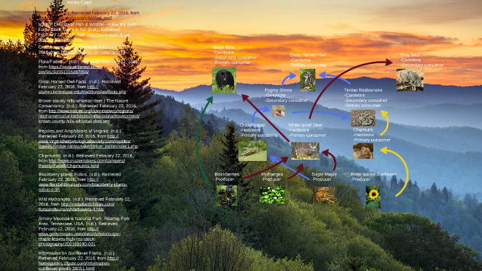 Smoky Mountains Food Web by Nick Bishop on Prezi