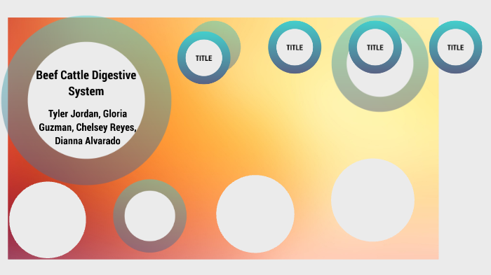 Beef Cattle Digestive System by dianna alvarado on Prezi