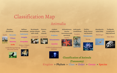 Classification Map by Ayanna Summer on Prezi