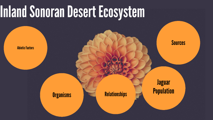 The Sonoran Desert Ecosystem by Akshyram Sivakumar on Prezi
