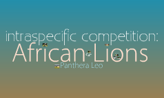 Lion Intraspecific Competition by Stephen Gordon on Prezi