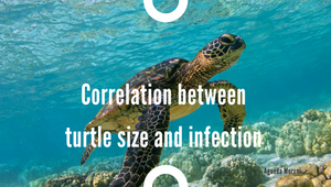 Correlation between green turtle size and infection by Agui Moroni on ...