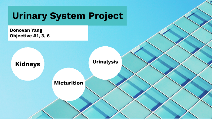 Urinary System Project by Donovan Yang on Prezi