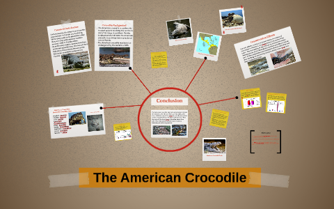 American Crocodile by Jackson Lambrecht on Prezi