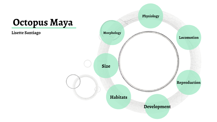 Octopus Maya by lisette santiago on Prezi