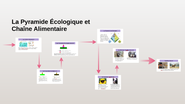 La Pyramide Écologique et Chaîne Alimentaire by Lorenzo Lombard on Prezi
