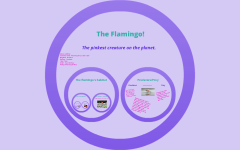 Flamingo Science Report by fiona-louise rishton on Prezi