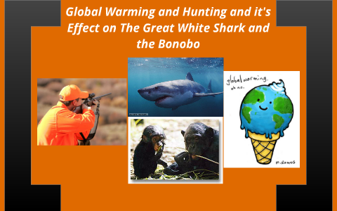 Evolution Project: Hunting, Poaching, and Fishing vs The Bonobo and the ...