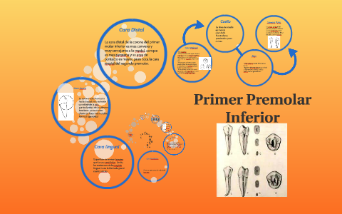 Primer Premolar Inferior by Axel Jaquez on Prezi