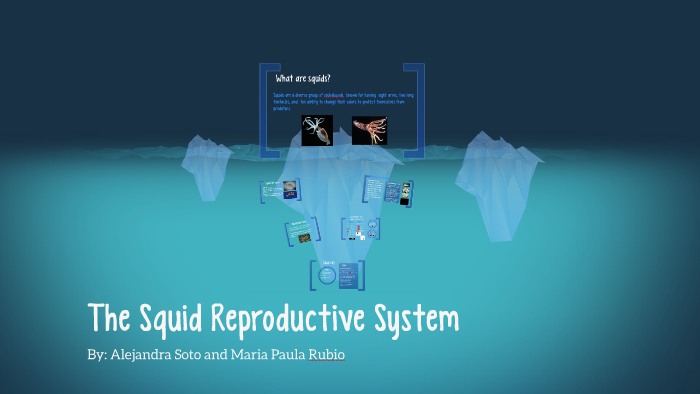 The Squid Reproductive System by Mariana Soto Leal on Prezi