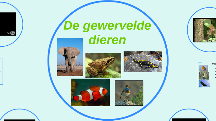 De gewervelde dieren by Sharon van Lokeren on Prezi