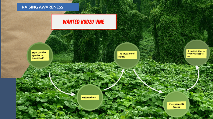 Invasive Species Wanted Poster by Diana Amaro on Prezi