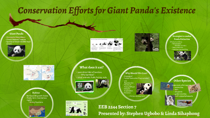 Conservation Efforts on Giant Pandas by Linda Sihaphong on Prezi