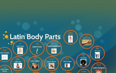 Latin Body Parts by Sebastian Andrews on Prezi