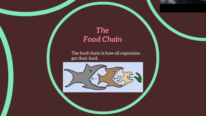 The Food Chain Lab by tristin williams on Prezi