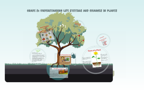 Grade 3: Understanding life systems and changes in Plants by Amber ...