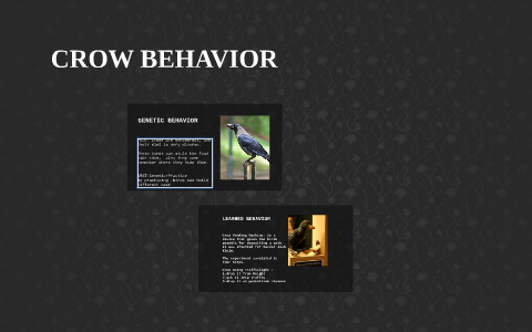 CROW BEHAVIOR by Carmen Tavarez on Prezi