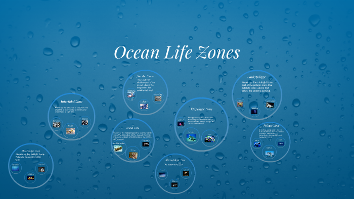 Ocean Life Zones by Jessica Matz on Prezi