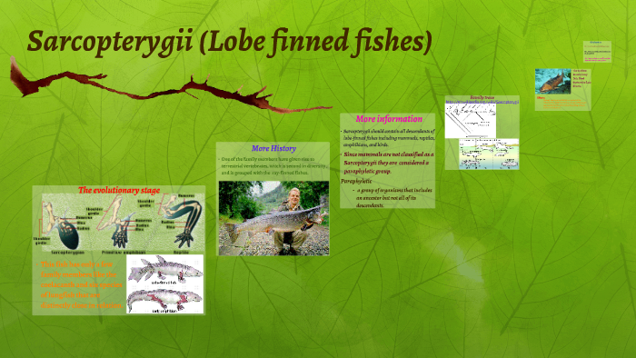 Sarcopterygii (Lobe finned fishes) by tyler overstreet on Prezi