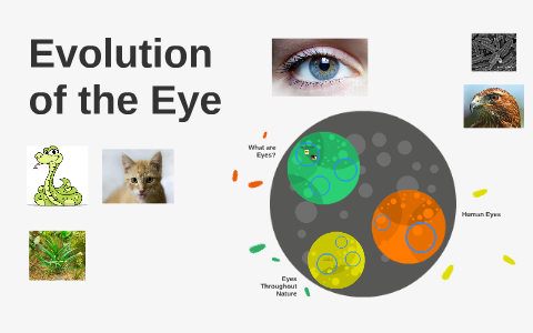 Evolution of the Eye by Nachum Serota on Prezi