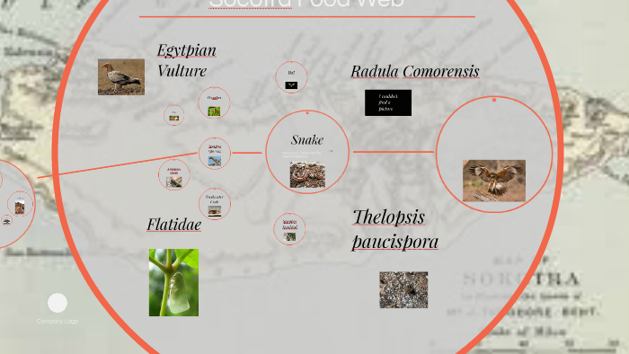 Socotra Food Web by Lennon McClanahan on Prezi