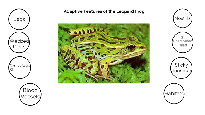 Adaptive features of the Leopard Frog by Sam Tholl on Prezi