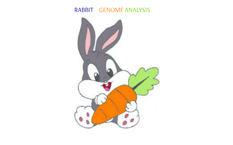 RABBIT GENOME ANALYSIS by catarina marques on Prezi