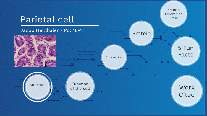 Parietal Cell by Jacob Hellthaler on Prezi